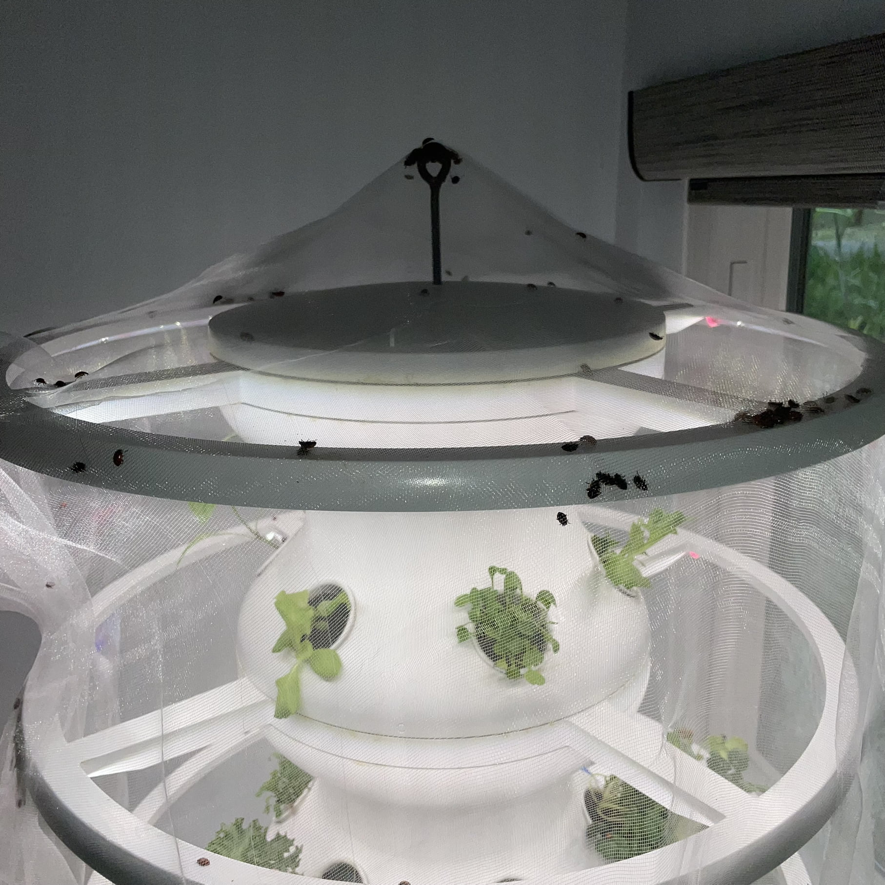 How to Use Ladybugs as Natural Pest Control for Hydroponics – Momtastic ...