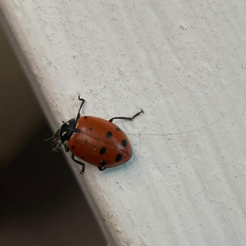 How to Use Ladybugs as Natural Pest Control for Hydroponics – Momtastic ...