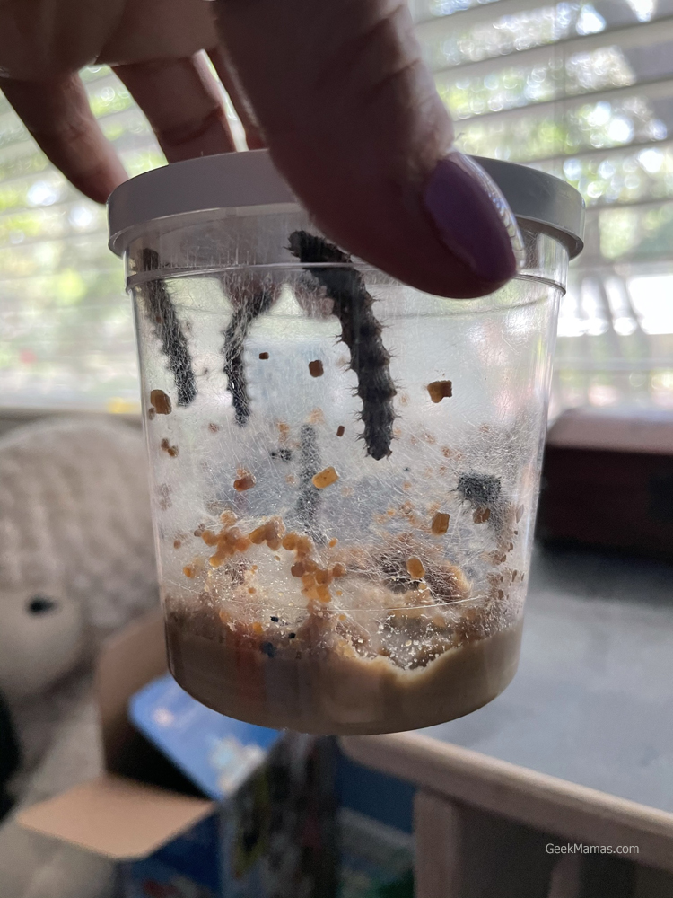 Watch Caterpillars Turn into Butterflies with Your Own Butterfly ...