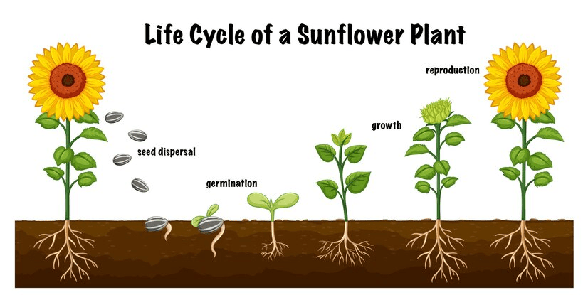 A Kid’s Guide to How Plants Grow: Fun and Easy Steps for Young ...