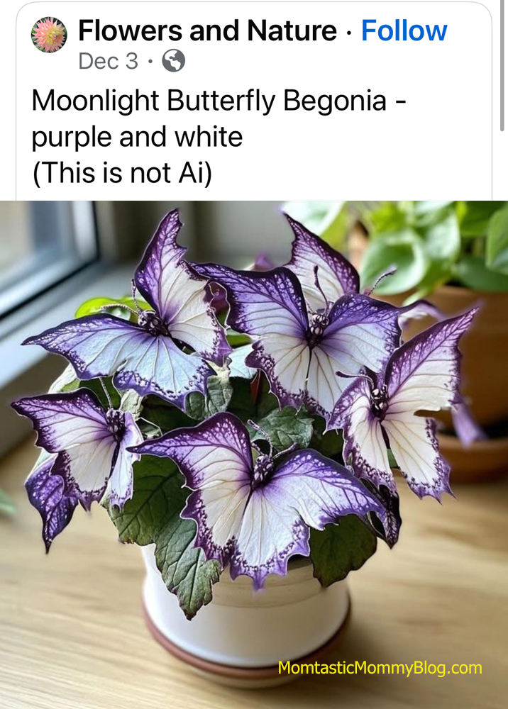 Are Moonlight Butterfly Begonias Real? – Momtastic Mommy Blog