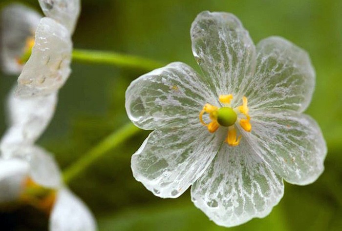 Are Glass Flowers Real? - Momtastic Mommy Blog