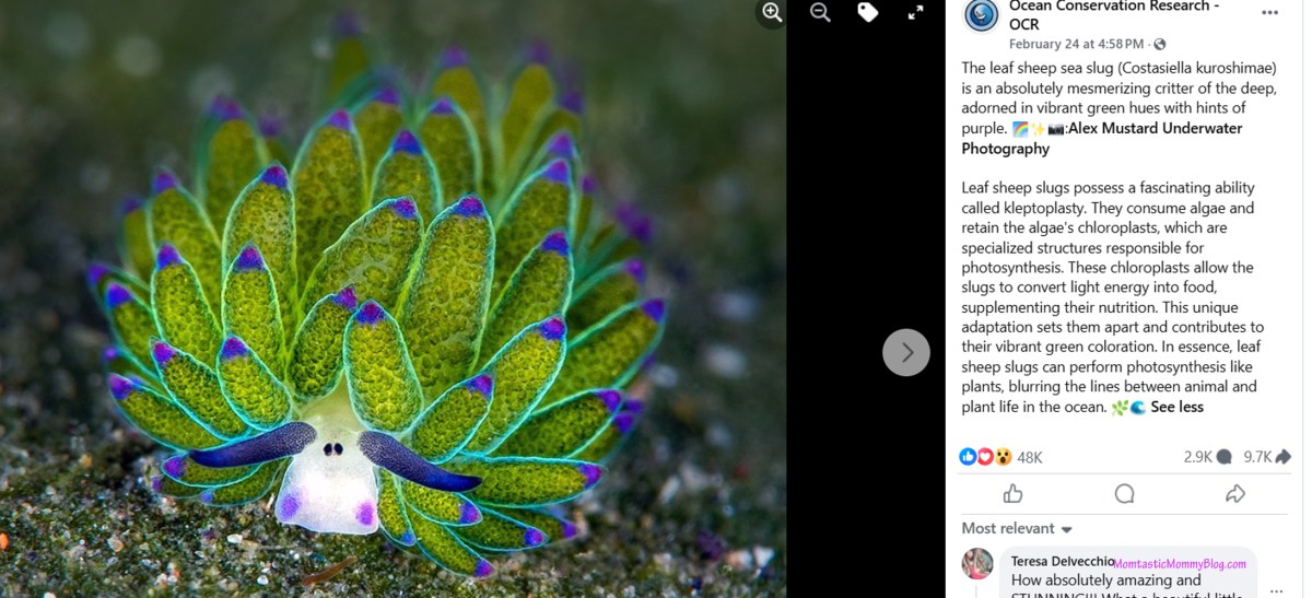 Leaf Sheep Sea Slug, This One is Real! – Momtastic Mommy Blog