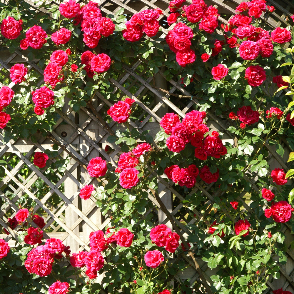 Climbing Vine Rose Seeds are a Total Scam – Momtastic Mommy Blog